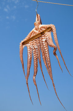 Inkfish Billeder – Gennemse 23,177 stockfotos, vektorer og videoer ...