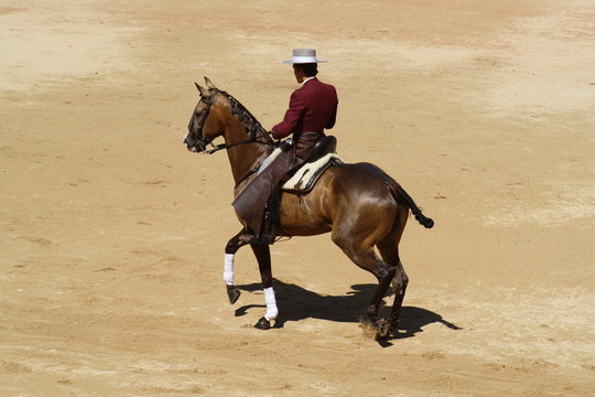รูปภาพRejoneador – เลือกดูภาพถ่ายสต็อก เวกเตอร์ และวิดีโอ167 | Adobe Stock