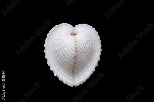 "coeur de coquillage" photo libre de droits sur la banque d'images ...