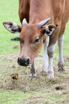 Banteng Images – Browse 1,843 Stock Photos, Vectors, and Video | Adobe ...
