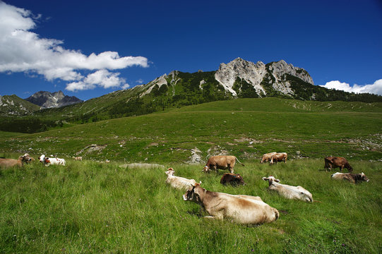 Imágenes de Mucche: descubre bancos de fotos, ilustraciones, vectores y ...