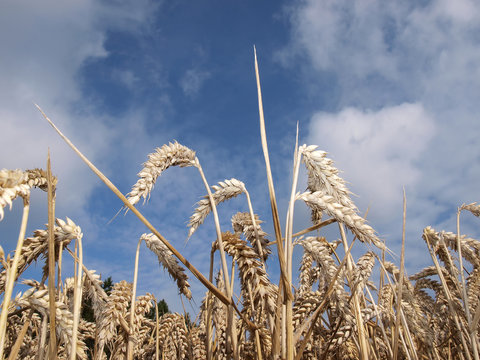 Moissoner Images – Browse 31 Stock Photos, Vectors, and Video | Adobe Stock