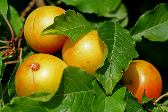 รูปภาพMirabellenbaum – เลือกดูภาพถ่ายสต็อก เวกเตอร์ และวิดีโอ219 ...