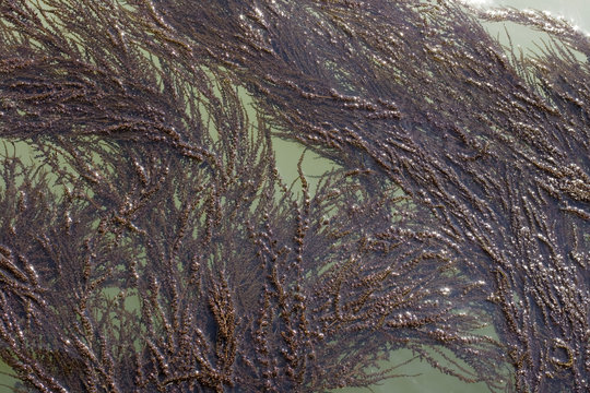 「Mucillagine」の写真素材 | 26件の無料イラスト画像 | Adobe Stock