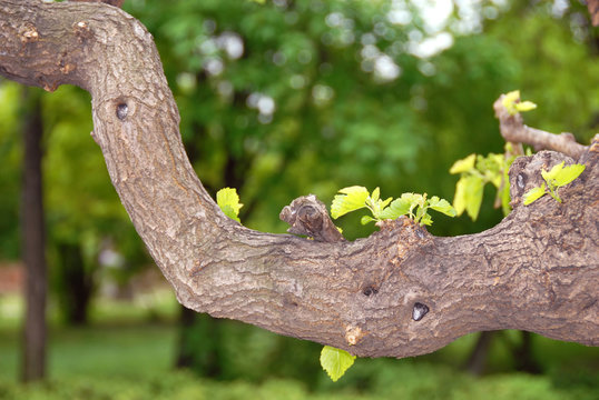 Nodulous Images – Browse 14 Stock Photos, Vectors, and Video | Adobe Stock