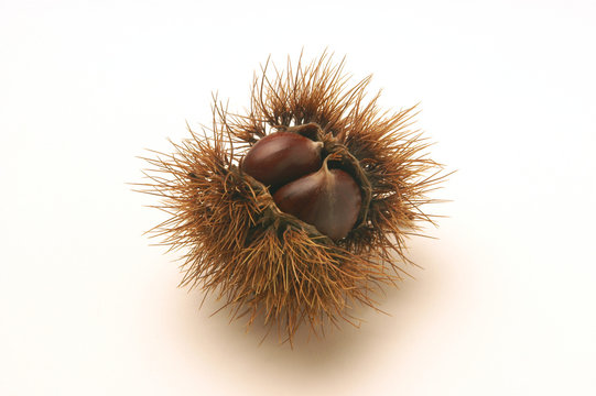 Gusci 이미지 – 찾아보기 838 스톡 사진, 벡터 및 비디오 | Adobe Stock