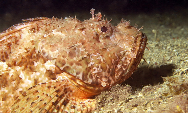 Cabracho Images – Browse 94 Stock Photos, Vectors, and Video | Adobe Stock