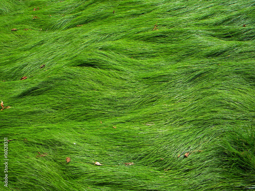 "Long Wavy Grass" Stock photo and royalty-free images on Fotolia.com ...