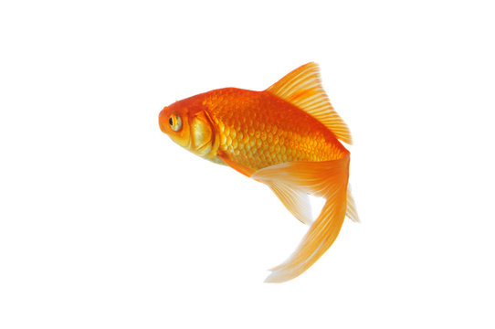 รูปภาพGoldenfish – เลือกดูภาพถ่ายสต็อก เวกเตอร์ และวิดีโอ950 | Adobe Stock