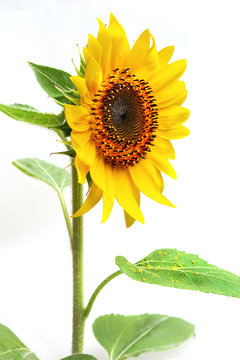 Capuyo Bilder – Durchsuchen 65 Archivfotos, Vektorgrafiken und Videos ...