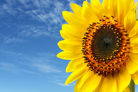 Capuyo bilder – Bläddra bland 65 stockfoton, vektorer och videor ...