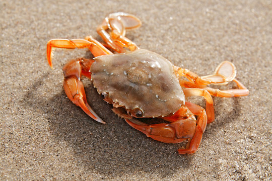 「Strandkrabbe」の写真素材 | 236件の無料イラスト画像 | Adobe Stock