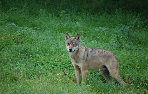 Grauwolf bilder – Bläddra bland 984 stockfoton, vektorer och videor ...