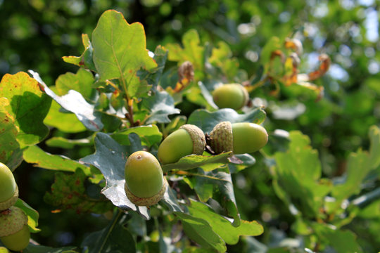「Eichenast」の画像 - 81 件の Stock 写真、ベクターおよびビデオ | Adobe Stock