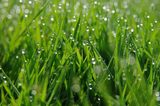รูปภาพGrass-Plot – เลือกดูภาพถ่ายสต็อก เวกเตอร์ และวิดีโอ1,502 | Adobe ...