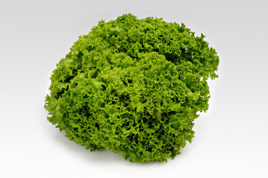 Lollo Images – Browse 2,940 Stock Photos, Vectors, and Video | Adobe Stock