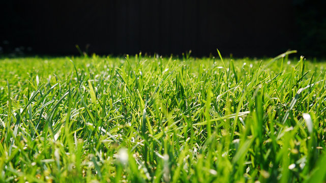 "Englischer Rasen" Images – Browse 126 Stock Photos, Vectors, and Video ...