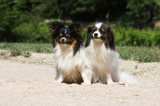 Rieurs Images – Browse 14 Stock Photos, Vectors, and Video | Adobe Stock