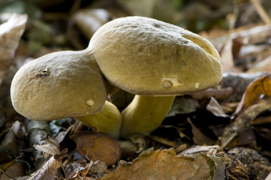 รูปภาพCarpophore – เลือกดูภาพถ่ายสต็อก เวกเตอร์ และวิดีโอ387 | Adobe Stock