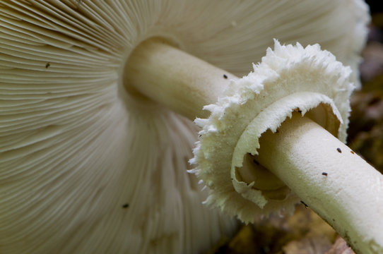 รูปภาพCarpophore – เลือกดูภาพถ่ายสต็อก เวกเตอร์ และวิดีโอ387 | Adobe Stock