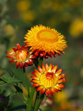 Kocanki Images – Browse 23 Stock Photos, Vectors, and Video | Adobe Stock