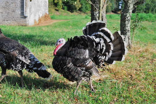 Imágenes de Dindon: descubre bancos de fotos, ilustraciones, vectores y ...