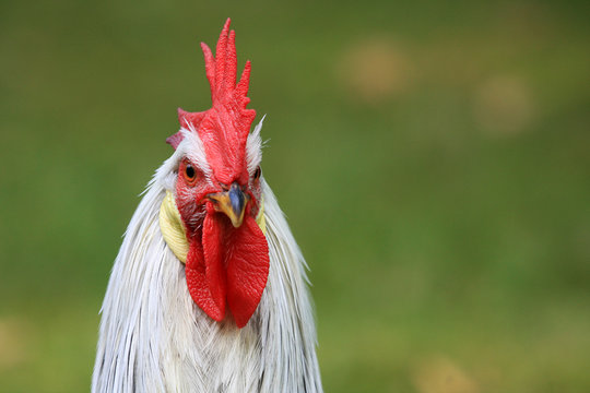 LAS 67 MEJORES IMÁGENES, FOTOS DE ARCHIVO Y VECTORES DE Riesenhuhn ...