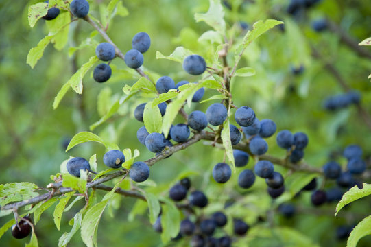 Sloe Images – Browse 13,978 Stock Photos, Vectors, and Video | Adobe Stock