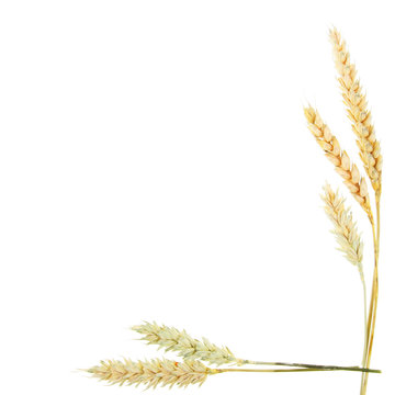 Wheat Graphic Border