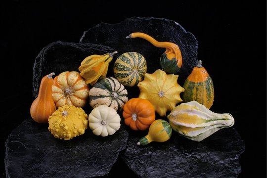 Cucurbitacé - Images et vidéos libres de droits | Adobe Stock