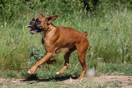 Prognathe Images – Browse 61 Stock Photos, Vectors, and Video | Adobe Stock