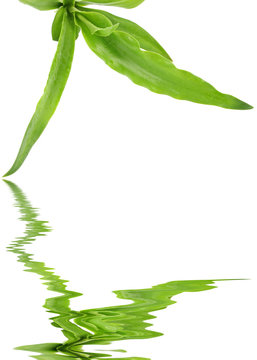 Marcottage Images – Browse 56 Stock Photos, Vectors, and Video | Adobe ...