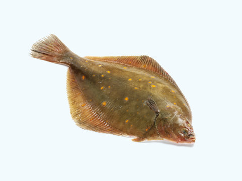 Scholle Bilder – Durchsuchen 13,000 Archivfotos, Vektorgrafiken und ...