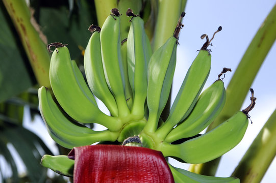 Imágenes de Platanero: descubre bancos de fotos, ilustraciones ...