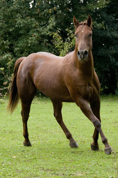 Westernpferd bilder – Bläddra bland 1,382 stockfoton, vektorer och ...