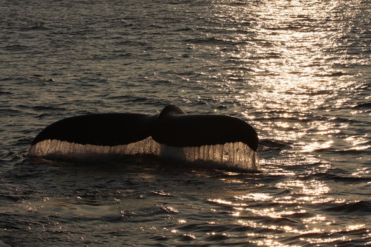 Furchenwale 画像 - 参照 25 Stock 写真、ベクターおよびビデオ | Adobe Stock