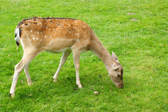 Imagens de Rehauge – Explore Fotografias do Stock, Vetores e Vídeos de ...