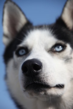 Wolfsaugen Images – Browse 64 Stock Photos, Vectors, and Video | Adobe ...