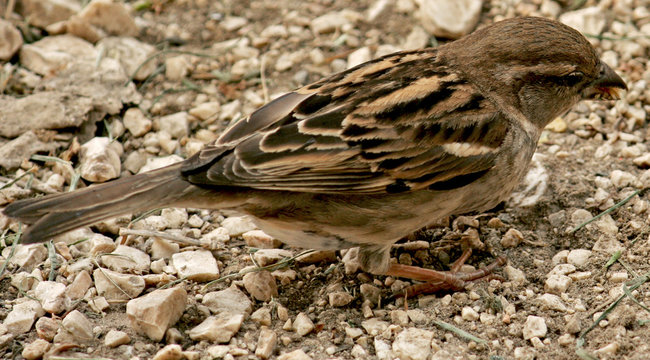 รูปภาพPasserotto – เลือกดูภาพถ่ายสต็อก เวกเตอร์ และวิดีโอ315 | Adobe Stock