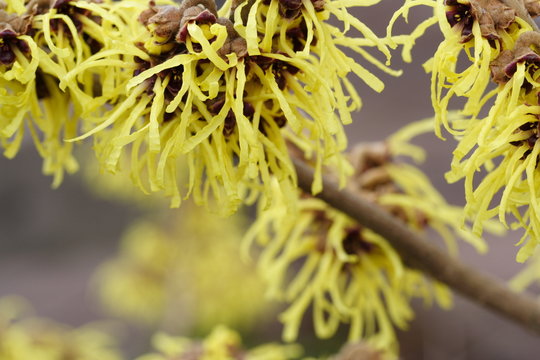 Filligran bilder – Bläddra bland 173 stockfoton, vektorer och videor ...