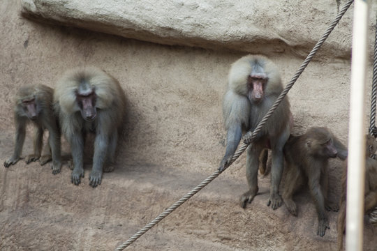 Rotarschpavian-Bilder: Stock-Fotos & -Videos. | Adobe Stock