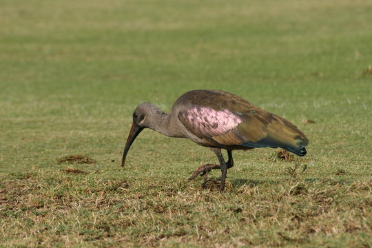 Hadida Images – Browse 236 Stock Photos, Vectors, and Video | Adobe Stock