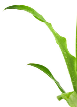 Marcottage Images – Browse 45 Stock Photos, Vectors, and Video | Adobe ...