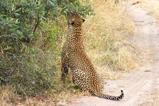 รูปภาพPanthere – เลือกดูภาพถ่ายสต็อก เวกเตอร์ และวิดีโอ485 | Adobe Stock