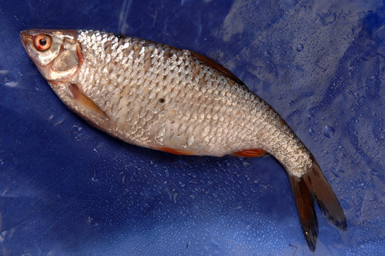 Ryba 이미지 – 찾아보기 12,023 스톡 사진, 벡터 및 비디오 | Adobe Stock