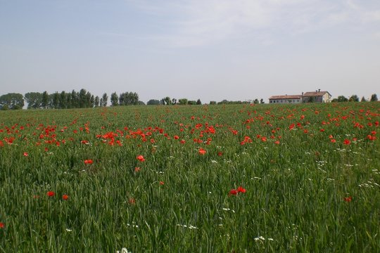 "Prato Fiorito"-Bilder: Stock-Fotos & -Videos. | Adobe Stock