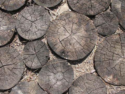 Billet-Wood Images – Browse 6 Stock Photos, Vectors, and Video | Adobe ...