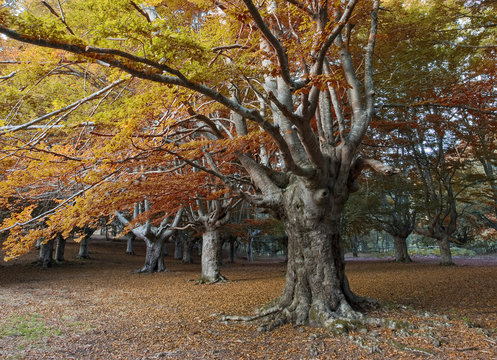 「Hayas」の写真素材 | 1,438件の無料イラスト画像 | Adobe Stock