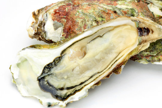 Oister Images – Browse 58 Stock Photos, Vectors, and Video | Adobe Stock