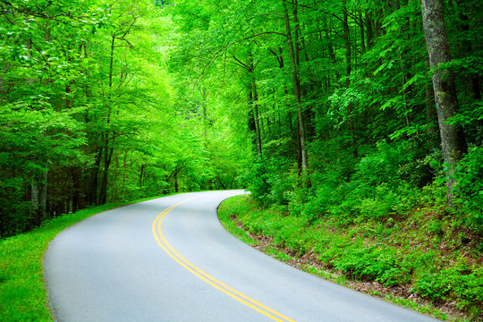 Forest Road Wallpapers